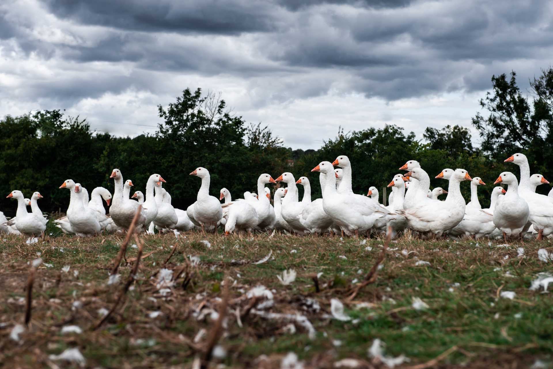 A breed apart: how heritage breeds could be key to sustainable farming ...