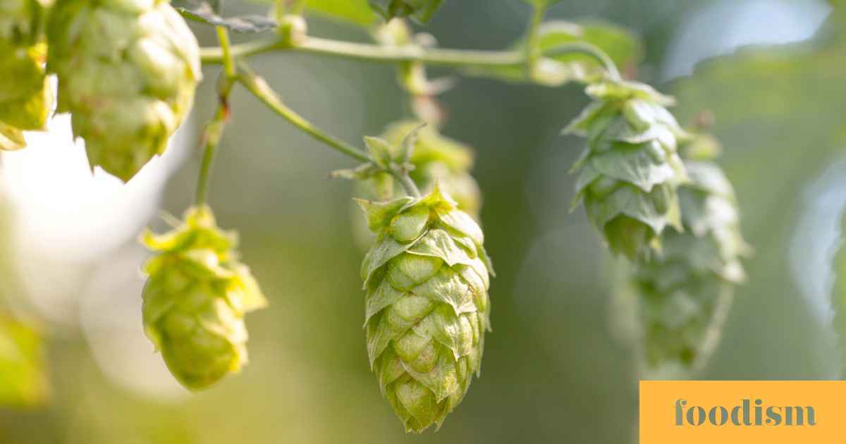 What Are Hops? A Guide to Hop Varieties in Beer | Foodism
