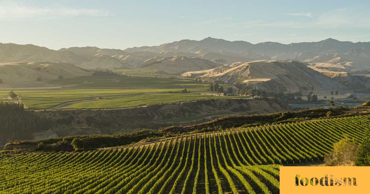 Villa Maria: New Zealand's Iconic Winemaker | Foodism
