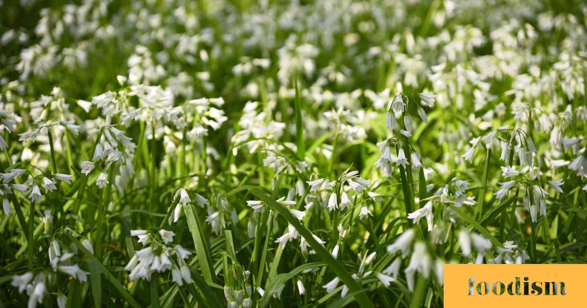 What are three-cornered leeks and how should you cook with them? | Foodism