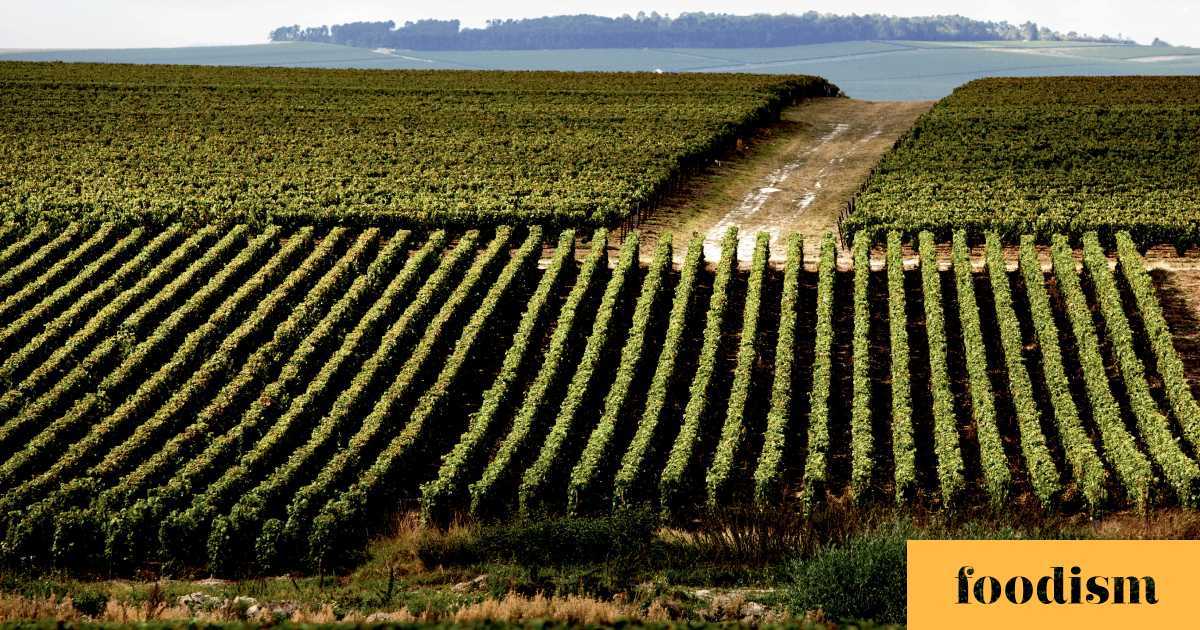 How is Champagne Made? A Guide to Champagne | Foodism