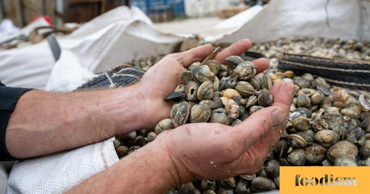 The history and revival of British cockles | Foodism