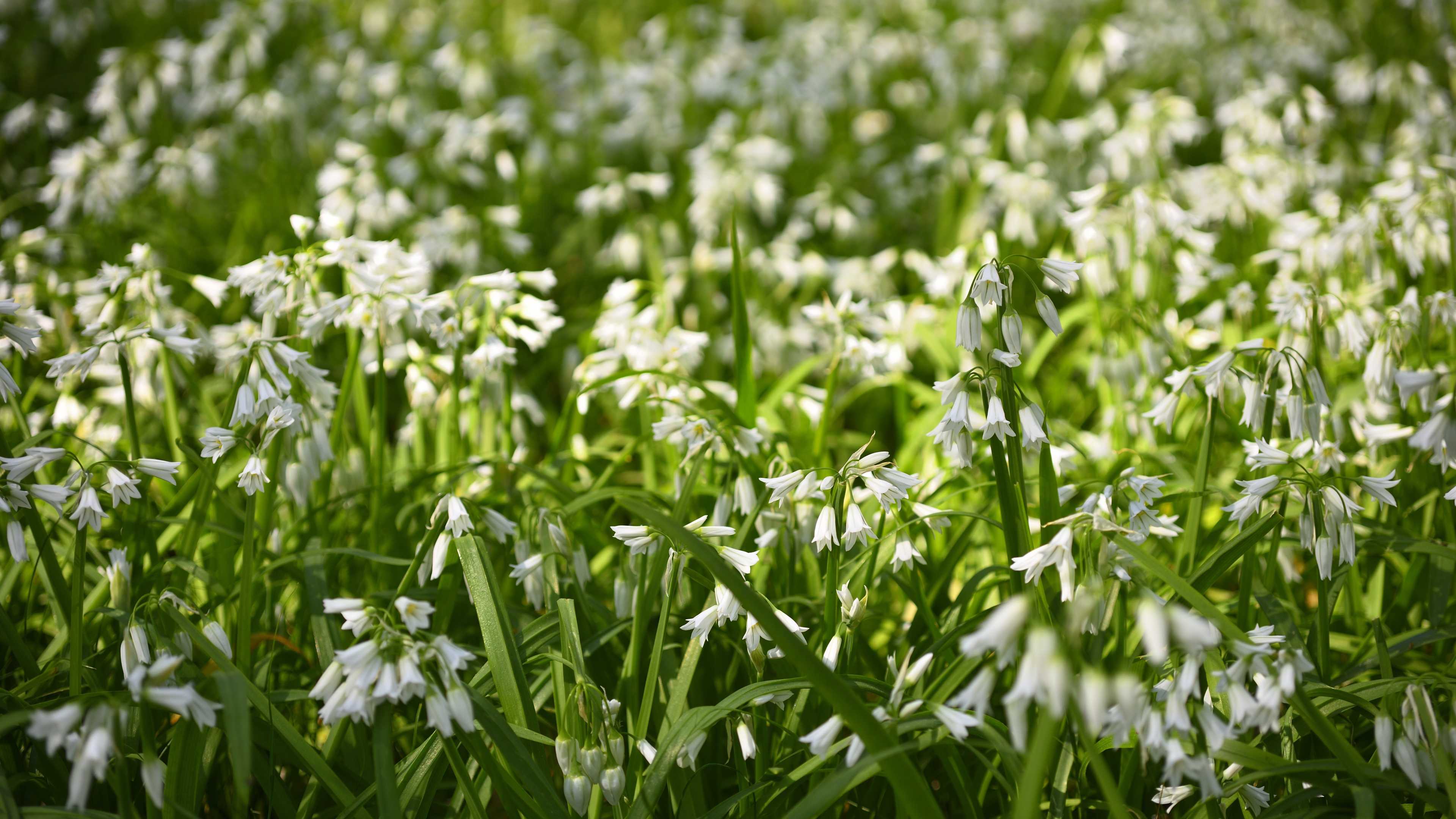 What are three-cornered leeks and how should you cook with them? | Foodism