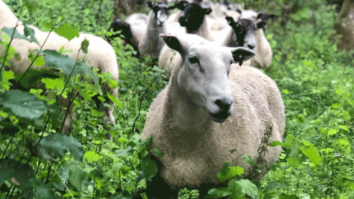 The chefs and farmers rearing and cooking with retired animals | Foodism