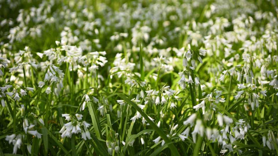 What are three-cornered leeks and how should you cook with them? | Foodism
