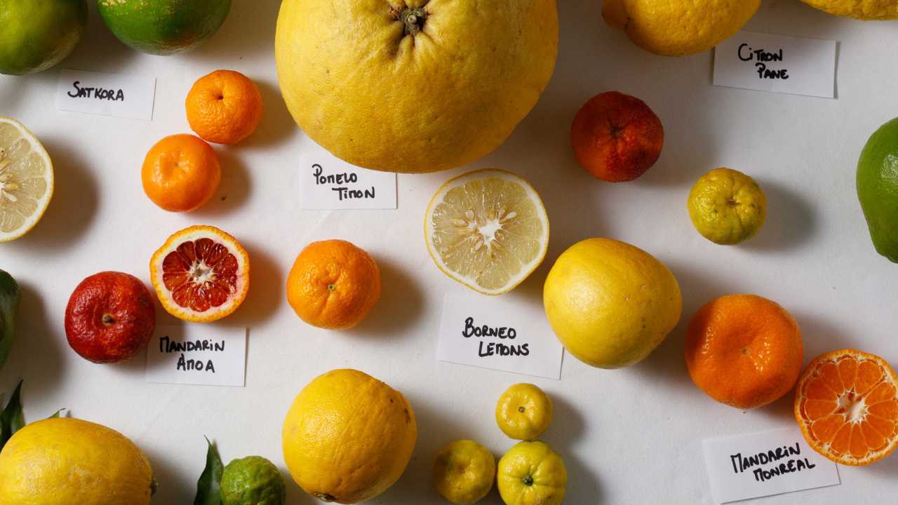 A trip to the Todolí Citrus Foundation in Valencia | Foodism