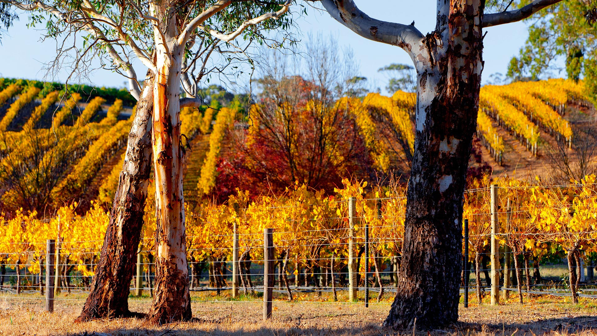 Getting to know the world of South Australian wine | Foodism