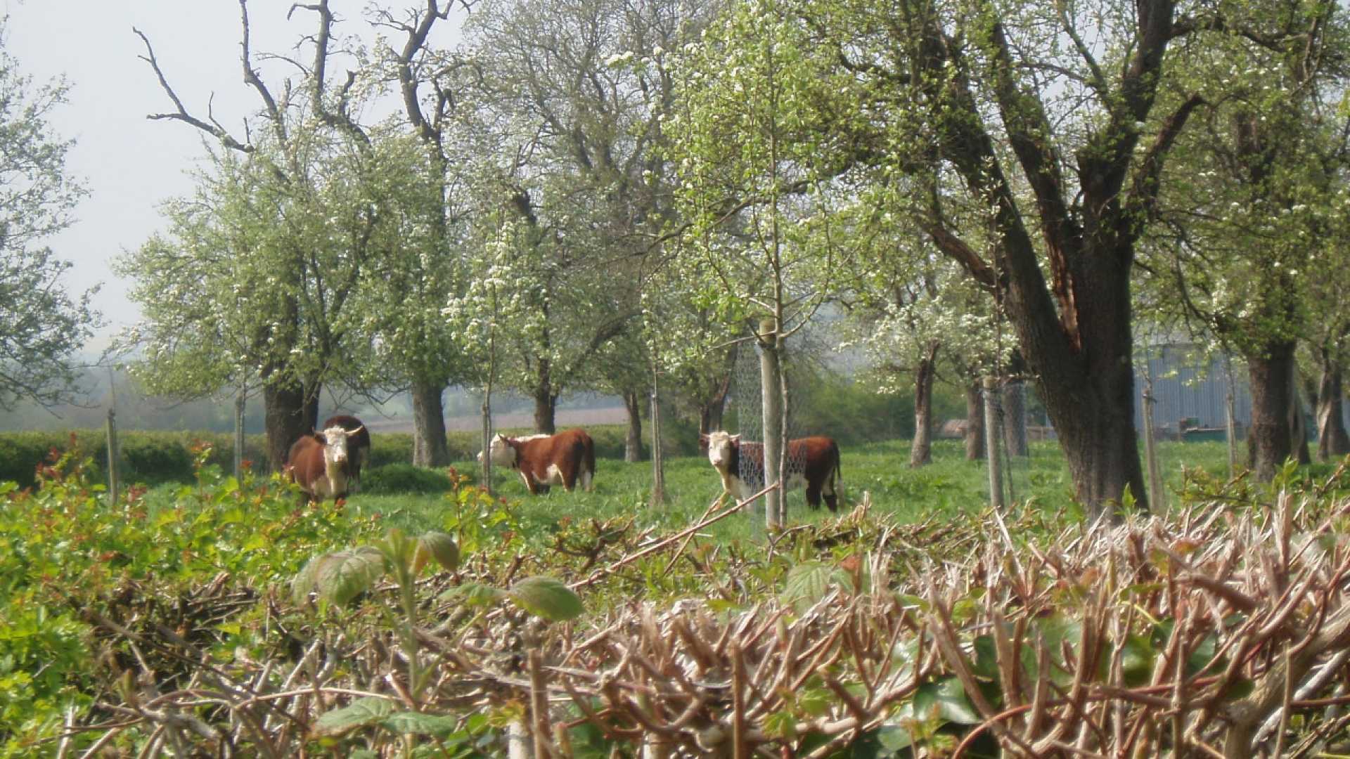 How Wild Fermentation is Changing the UK Food Scene | Foodism