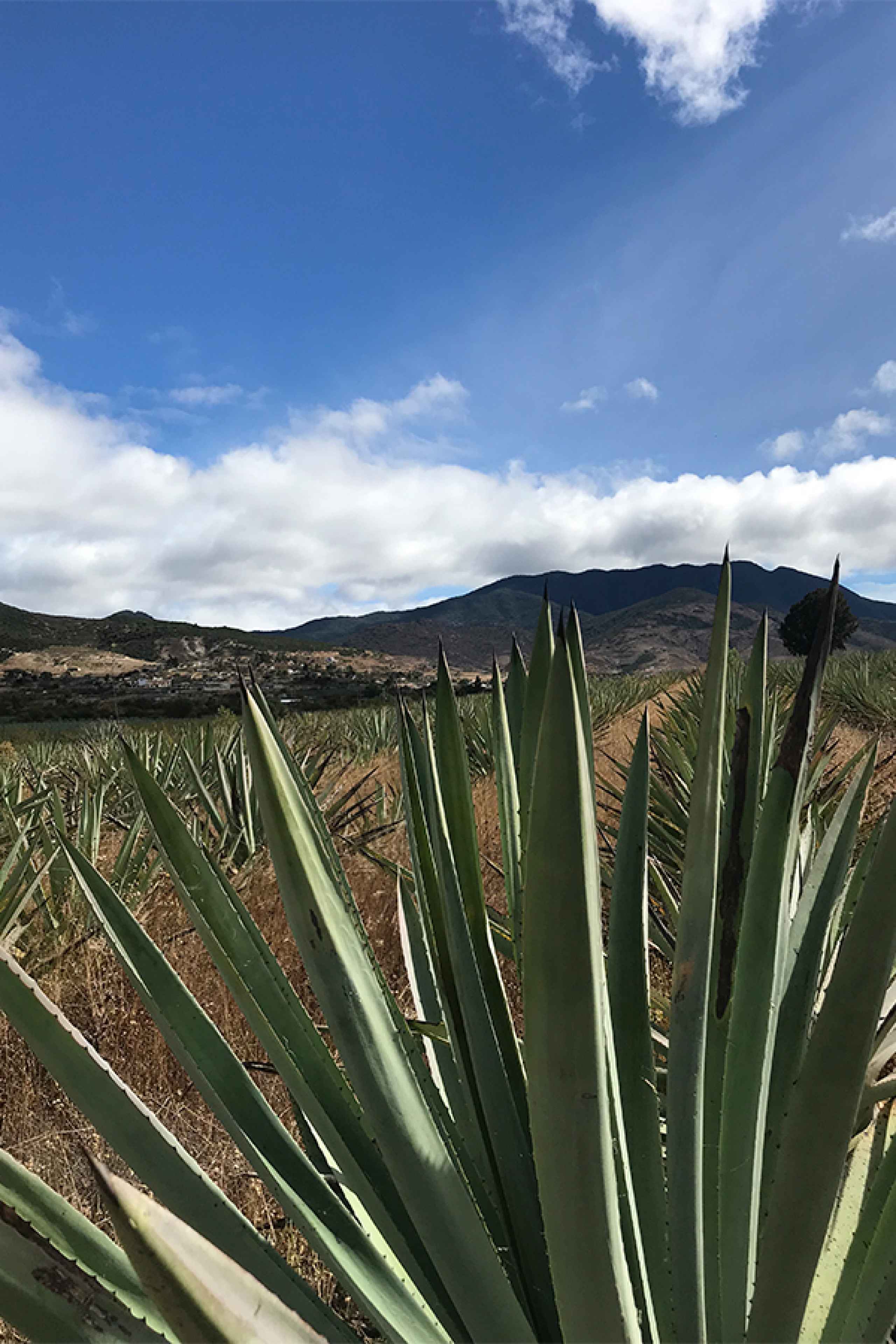 How traditional mezcal is made in Mexico | Foodism
