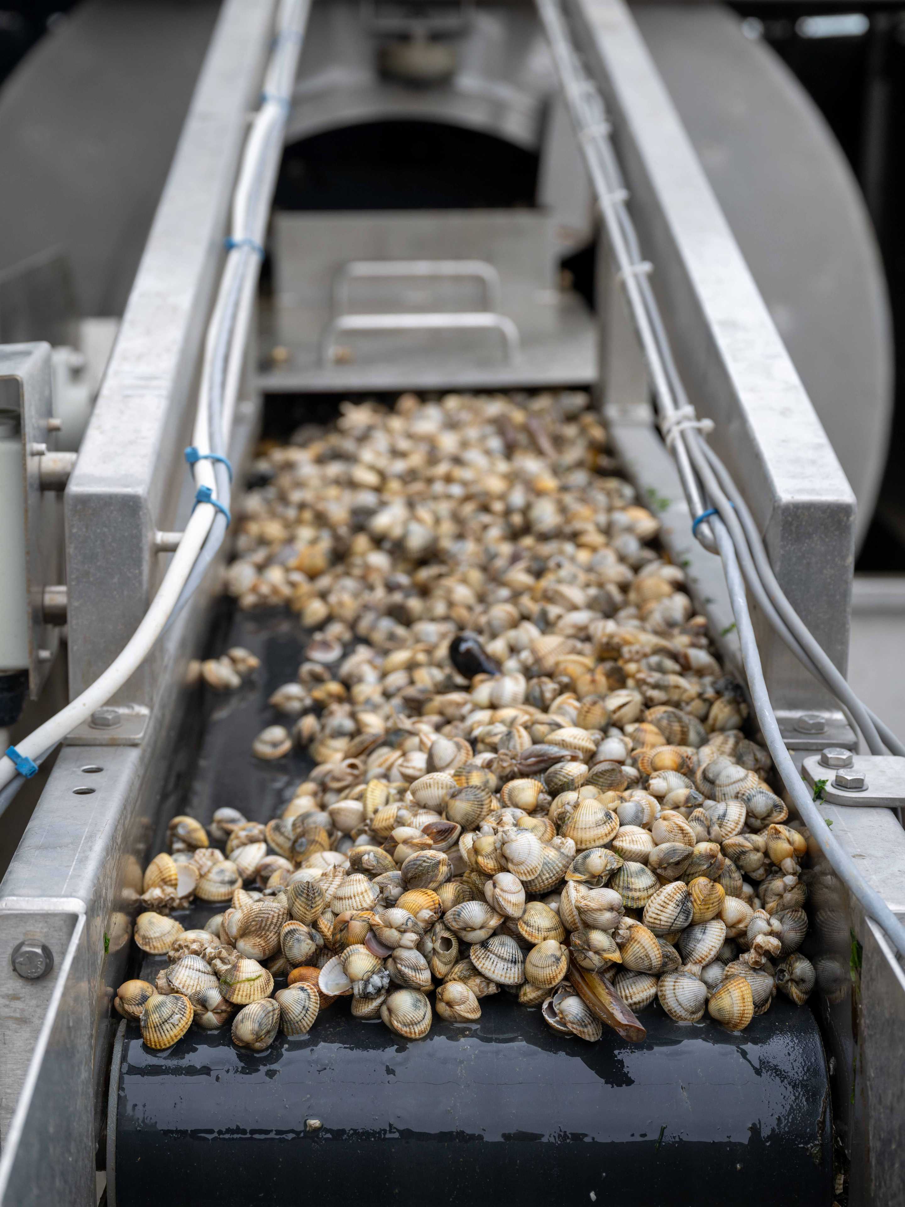 The history and revival of British cockles | Foodism